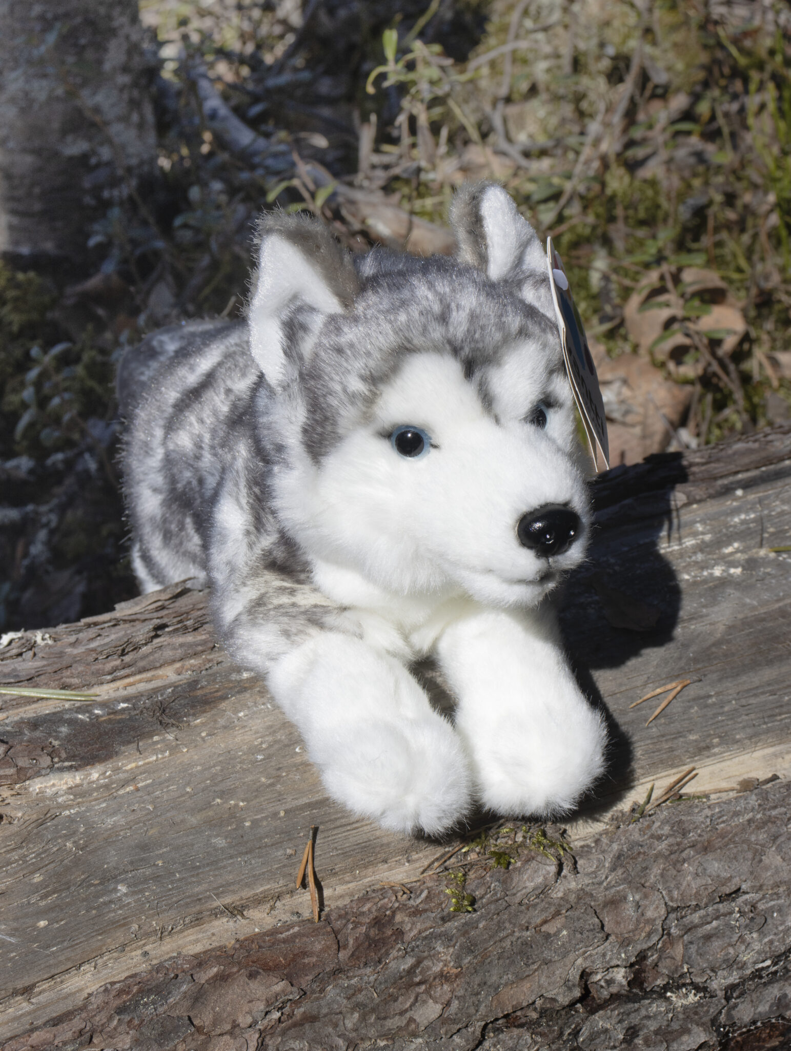 Husky makaava 25 cm - Husky Park