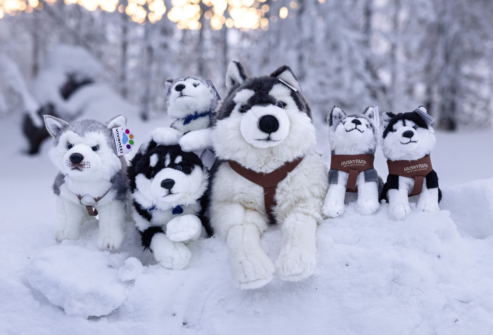 Fur-riendliest Husky Experience in Rovaniemi, Lapland - Husky Park